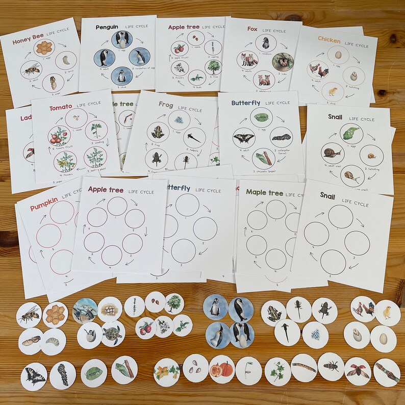 Life Cycle Printable Posters and Matching Worksheets. Montessori ...
