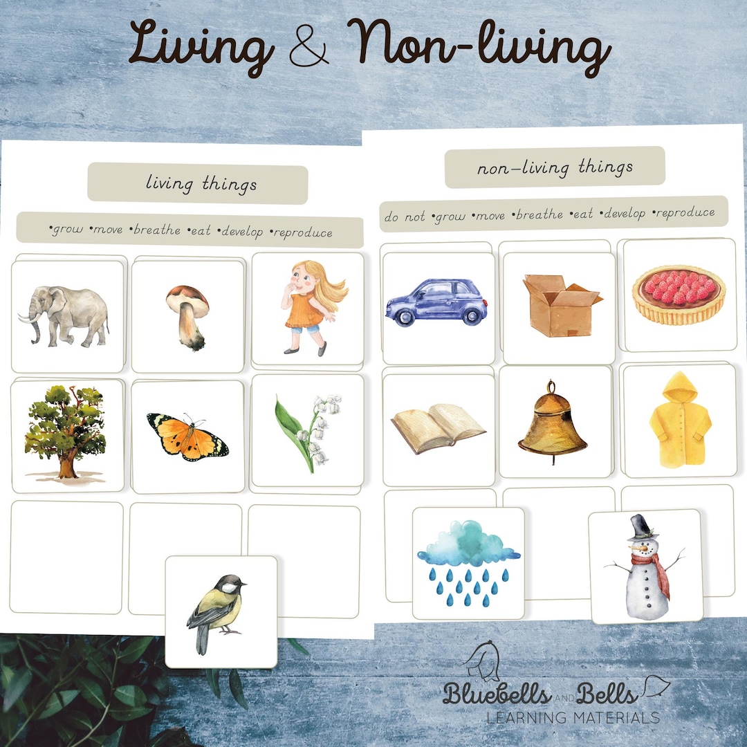 Living and Non-living Things Charts and Worksheets Sorting Activity ...