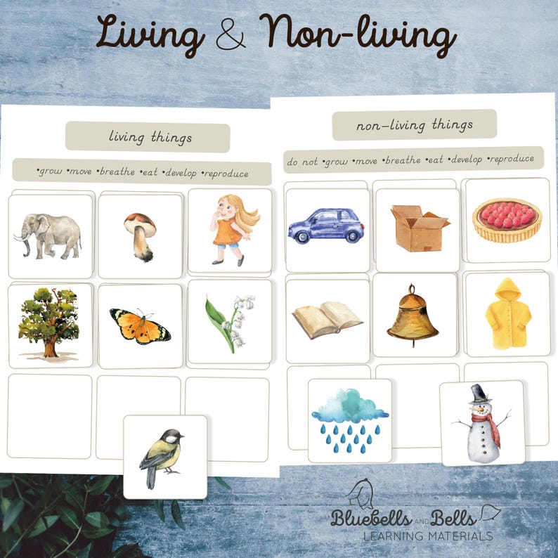 Living and Non-living Things Charts and Worksheets Sorting Activity ...
