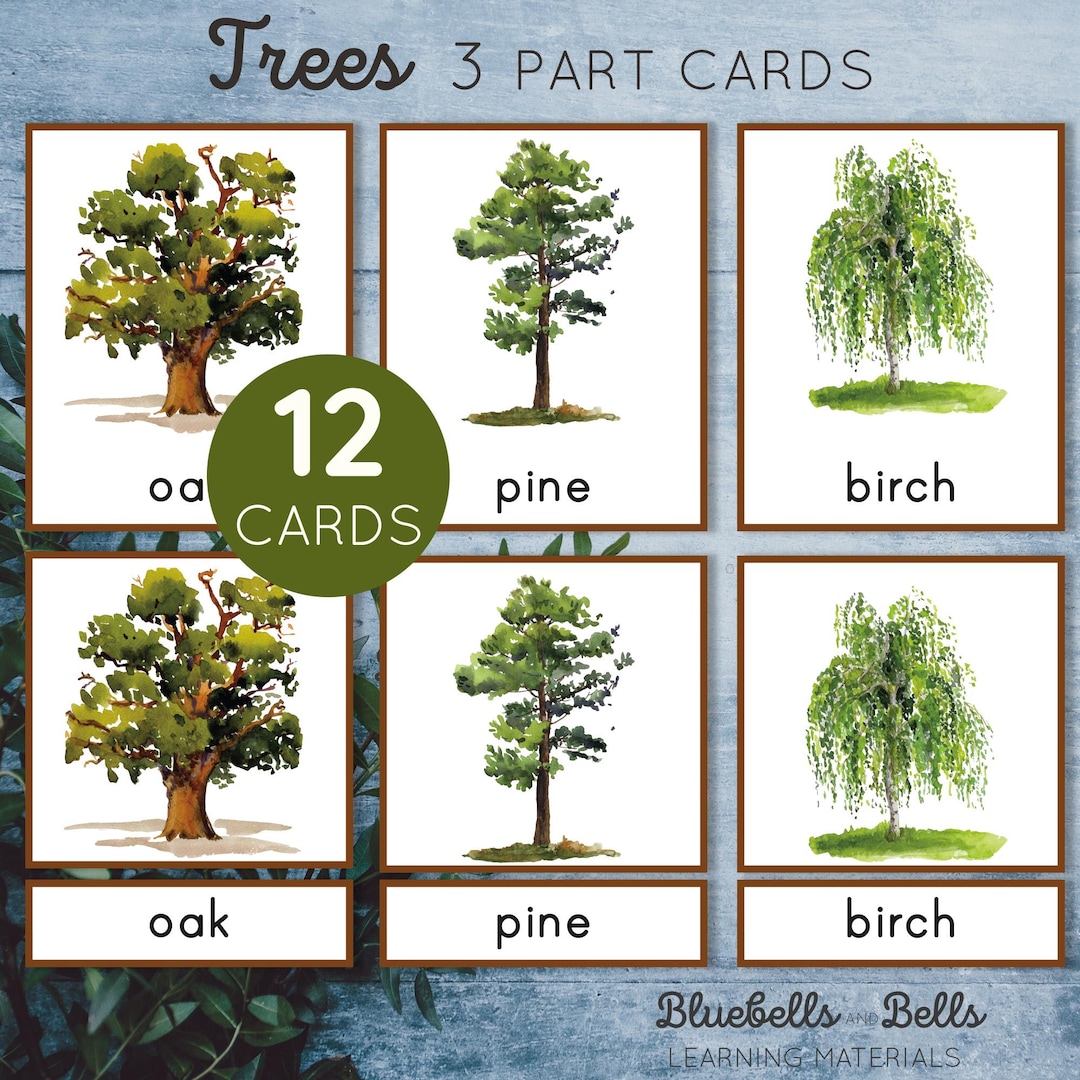 Trees Montessori 3 Part Cards. Tree Identification Cards. Vocabulary ...