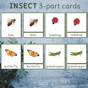 Insect Montessori Printable 3-part Cards. Preschool and Kindergarten ...