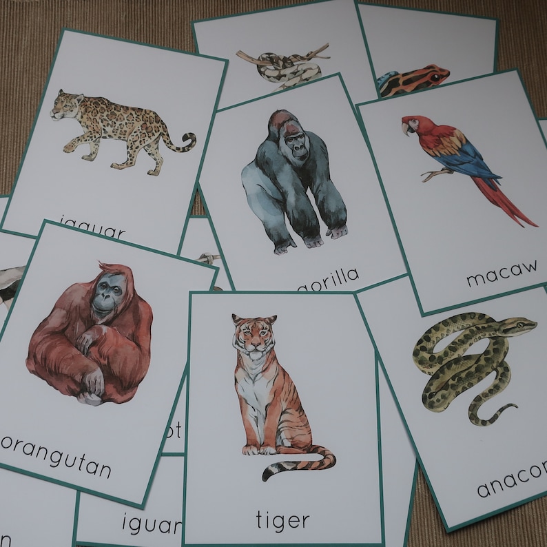 Rainforest Animal Flash Cards. Toddler Watercolor Cards. Preschool ...