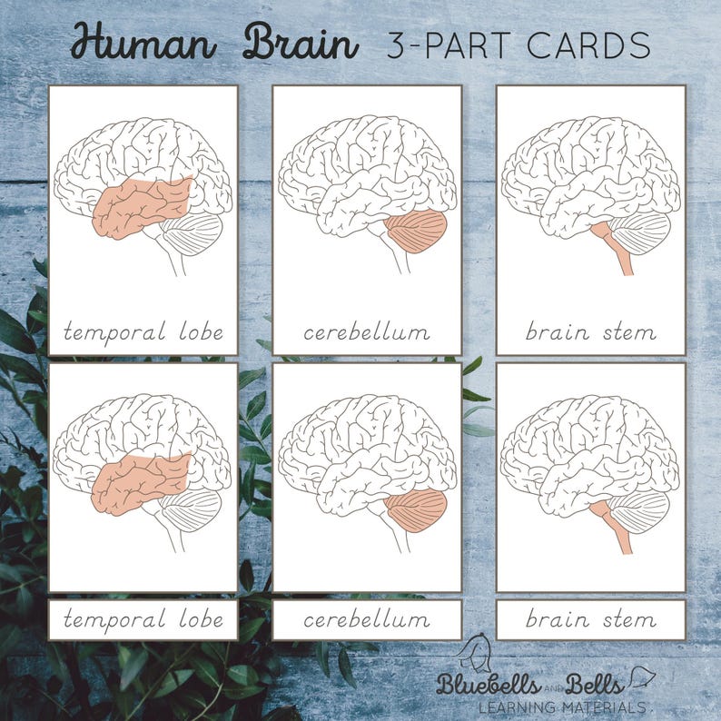 Parts of a Human Brain Nomenclature 3-part Cards. Printable Charts and ...