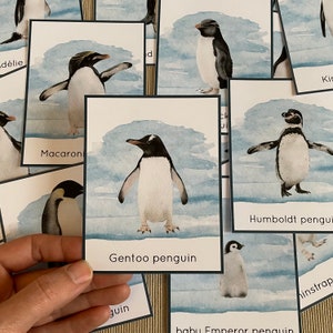 Penguins of the World Flash Cards. Types of Penguins Printable Cards ...
