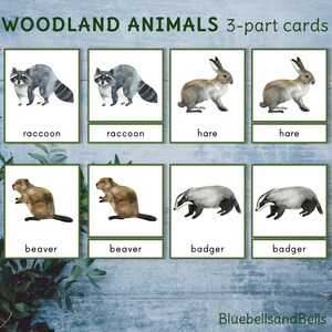 Woodland Animals Montessori 3 Part Cards. Preschool Vocabulary Activity ...