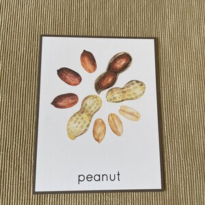 Nuts Identification Flash Cards. Vocabulary Preschool and Kindergarten ...