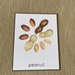 Nuts Identification Flash Cards. Vocabulary Preschool and Kindergarten ...