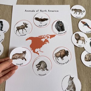 Animals of the Continents Posters and Sorting Activity. Montessori ...