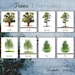 Trees Montessori 3 Part Cards. Tree Identification Cards. Vocabulary ...