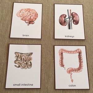 Human Body Organs Flashcards. Preschool and Kindergarten Watercolor ...