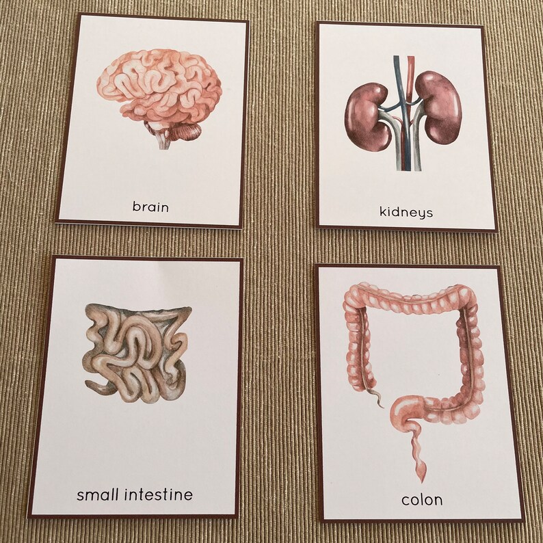 Human Body Organs Flashcards. Preschool and Kindergarten Watercolor ...