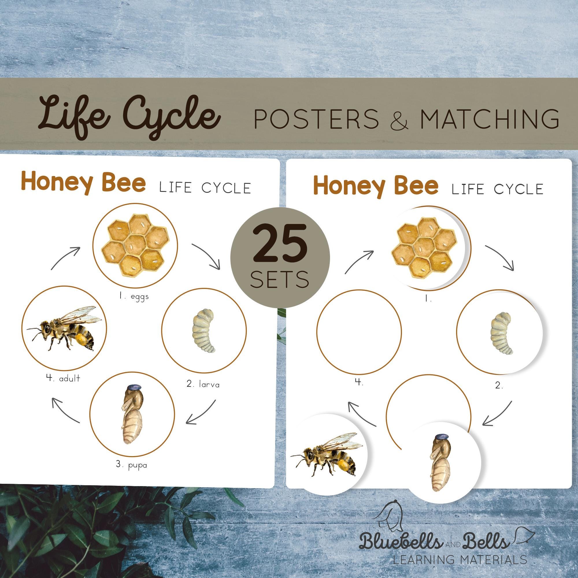 Life Cycle Printable Posters and Matching Worksheets. Montessori ...