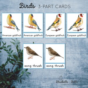 Birds Montessori Printable 3-part Cards. Spring Vocabulary Activity for ...