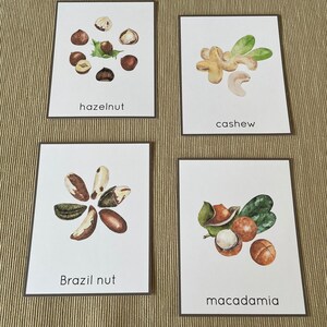 Nuts Identification Flash Cards. Vocabulary Preschool and Kindergarten ...
