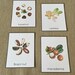 Nuts Identification Flash Cards. Vocabulary Preschool and Kindergarten ...