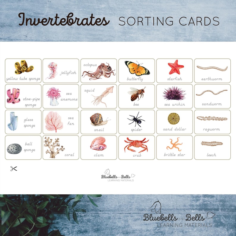 Classification of Animals Chart Invertebrates. Montessori Sorting ...