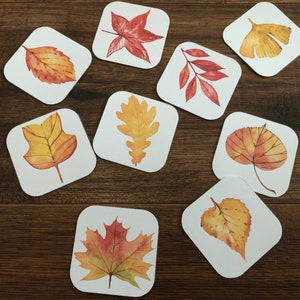 Fall Leaf Montessori Printable. Leaf Identification Preschool Printable ...