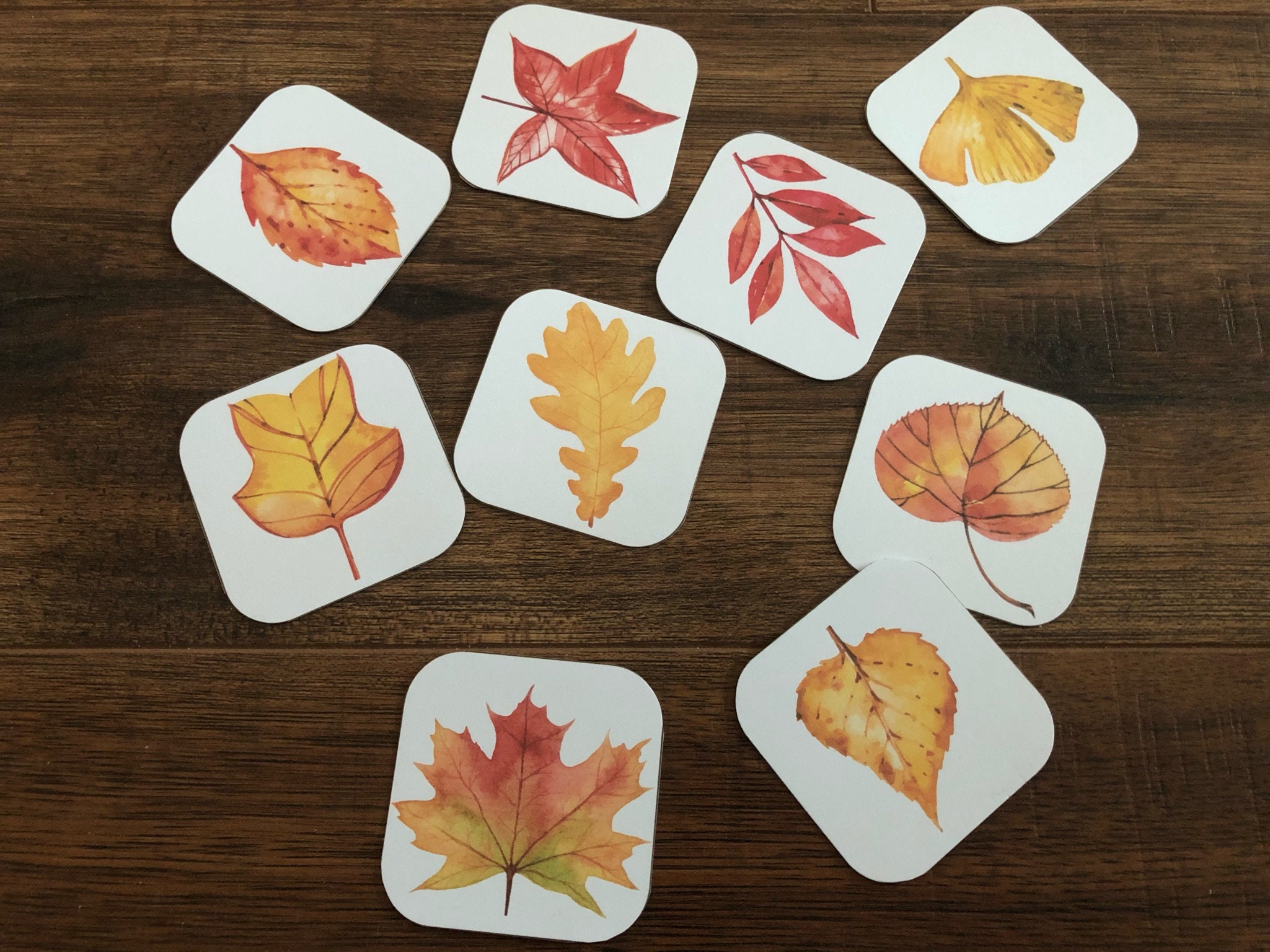 Fall Leaf Montessori Printable. Leaf Identification Preschool - Etsy