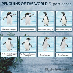 Penguins of the World 3 Part Cards. Types of Penguins Printable Cards ...