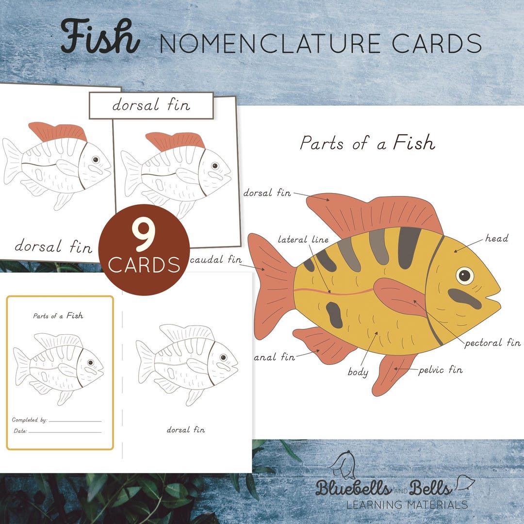 Parts of a Fish Nomenclature Cards, Montessori 3-part Cards, Charts ...
