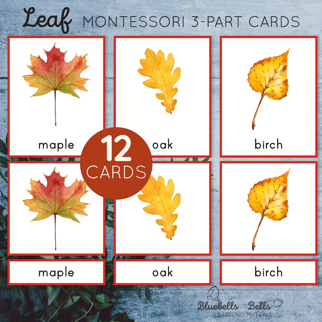 Montessori Fall Printable Leaf Identification Three Part Cards ...