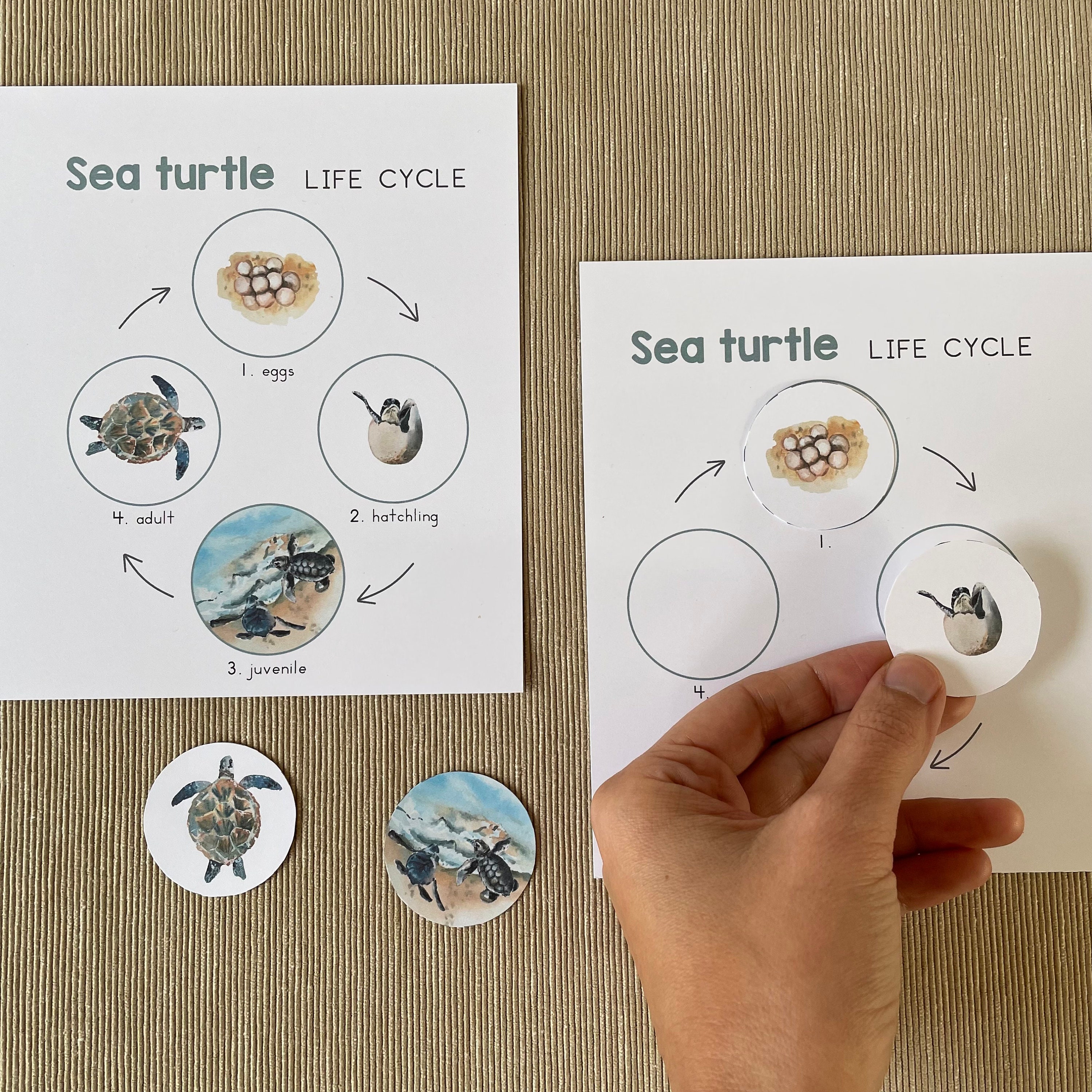 Life Cycle Printable Posters and Matching Worksheets. Montessori ...