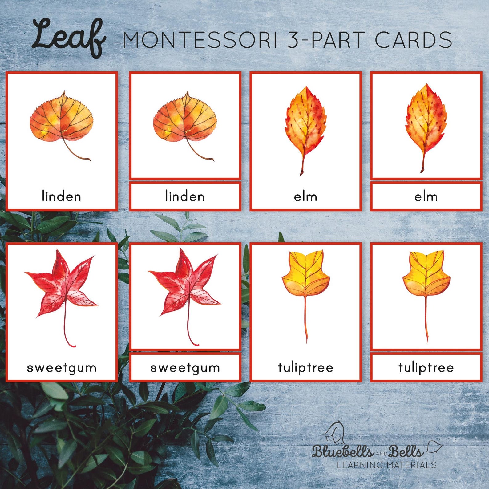 Montessori Fall Printable Leaf Identification Three Part Cards ...