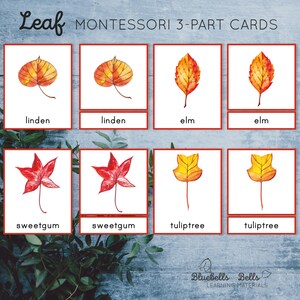 Montessori Fall Printable Leaf Identification Three Part Cards ...
