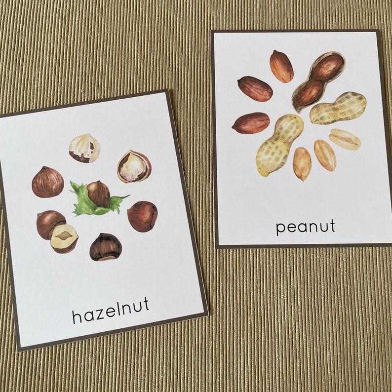 Nuts Identification Flash Cards. Vocabulary Preschool and Kindergarten ...