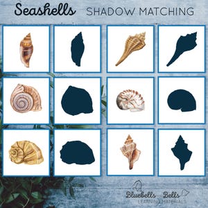 Seashell Shadow Matching Cards. Montessori Preschool Ocean Printable ...