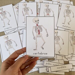 Skeleton Nomenclature Cards. Montessori 3-part Cards. - Etsy