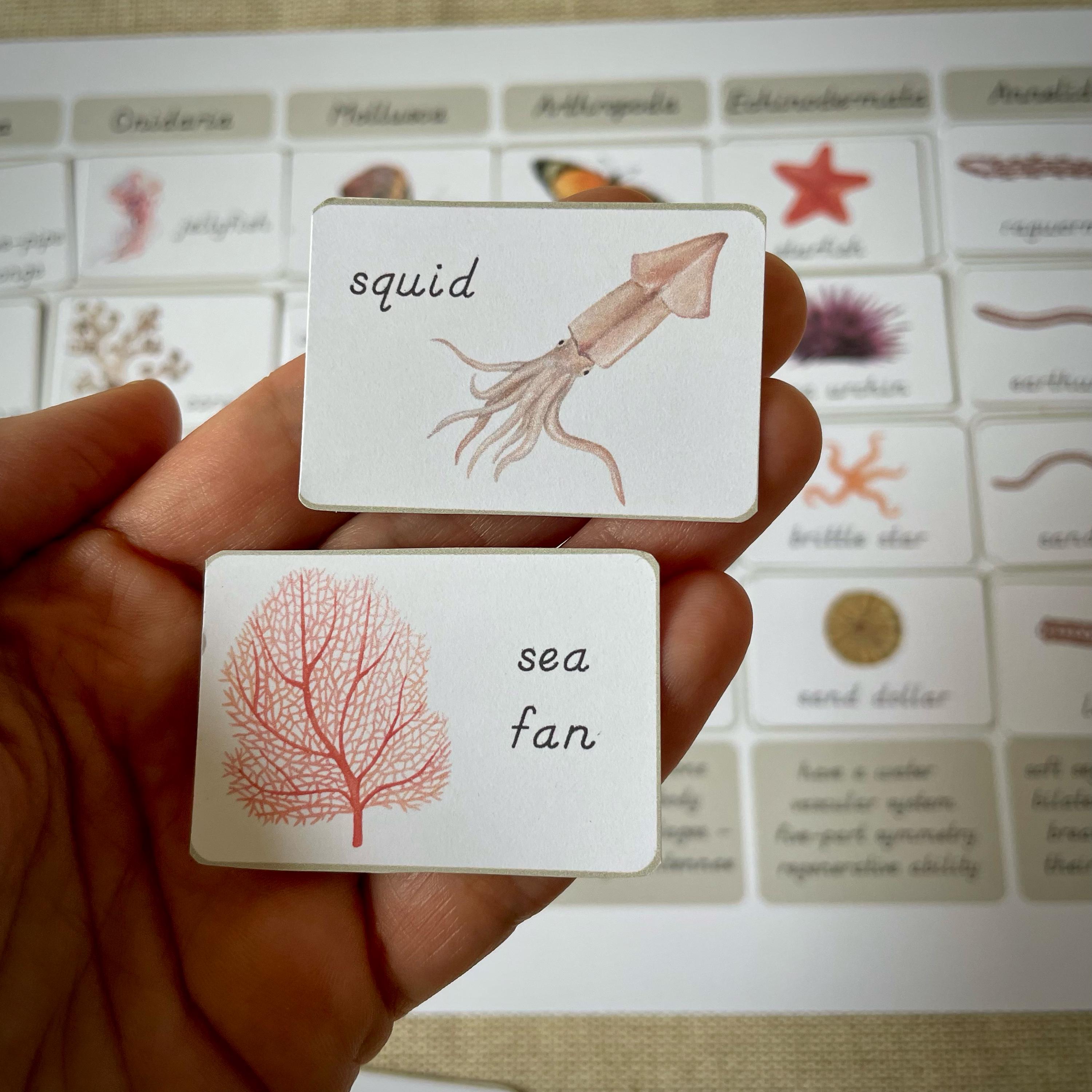 Classification of Animals Chart Invertebrates. Montessori Sorting ...