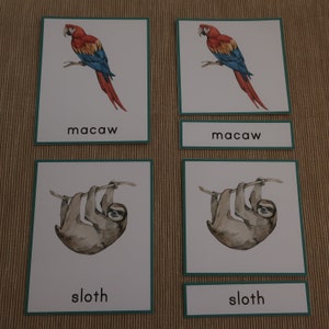 Rainforest Animals Montessori Printable 3 Part Cards. Vocabulary ...