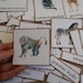 Africa Animals Montessori 3 Part Cards. Preschool and - Etsy