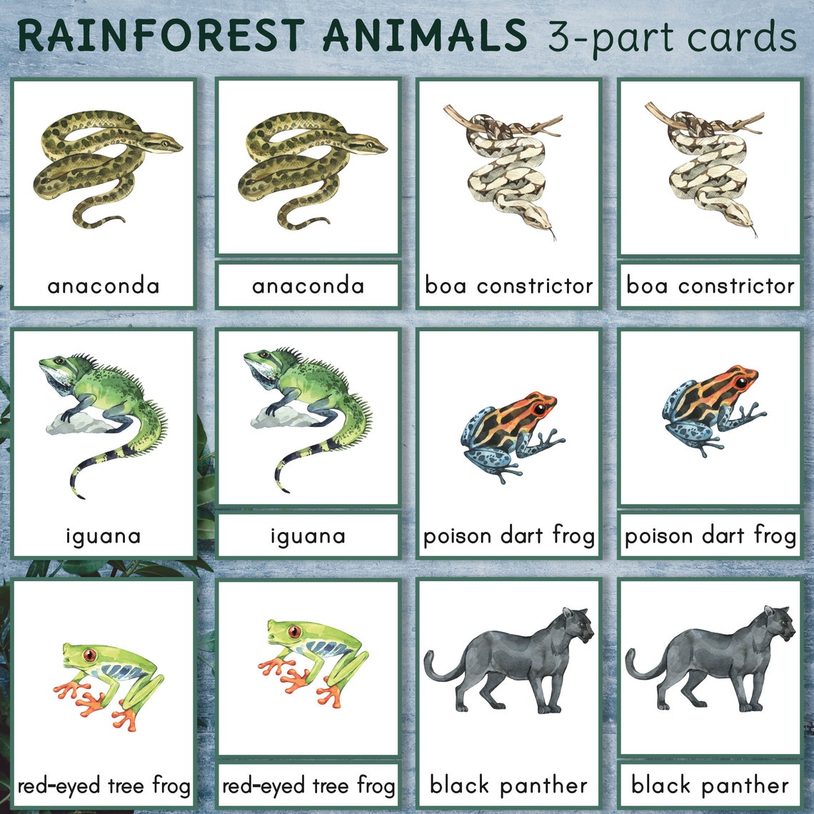 Rainforest Animals Montessori Printable 3 Part Cards. - Etsy