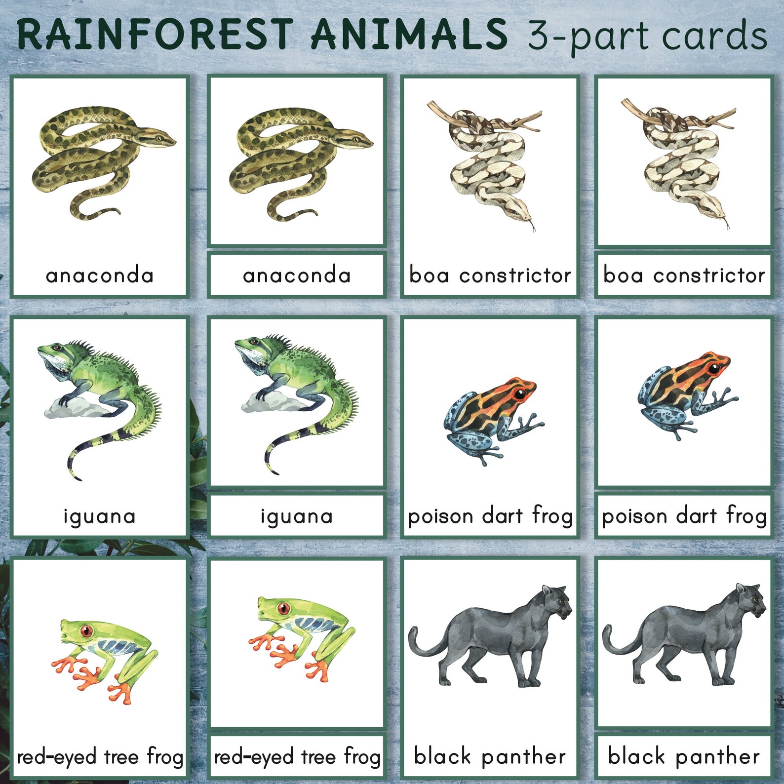 Rainforest Animals Montessori Printable 3 Part Cards. - Etsy
