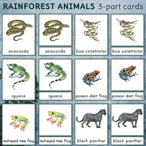 Rainforest Animals Montessori Printable 3 Part Cards. Vocabulary ...