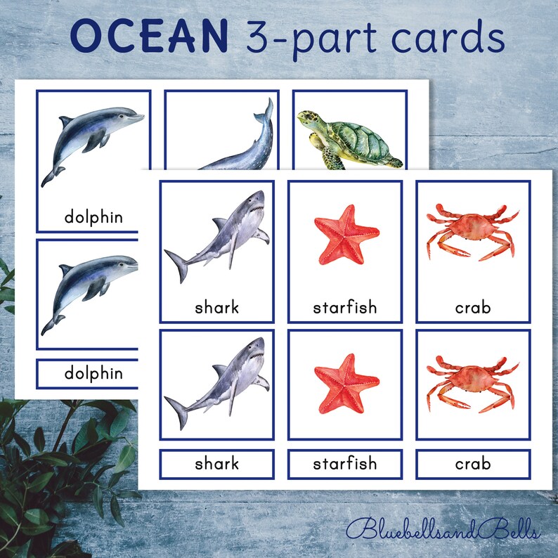 Ocean Montessori Printable 3 Part Cards. Preschool Vocabulary - Etsy