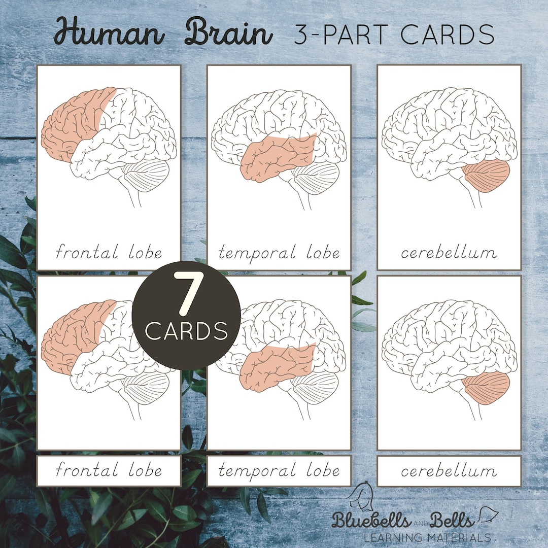 Parts of a Human Brain Nomenclature 3-part Cards. - Etsy UK