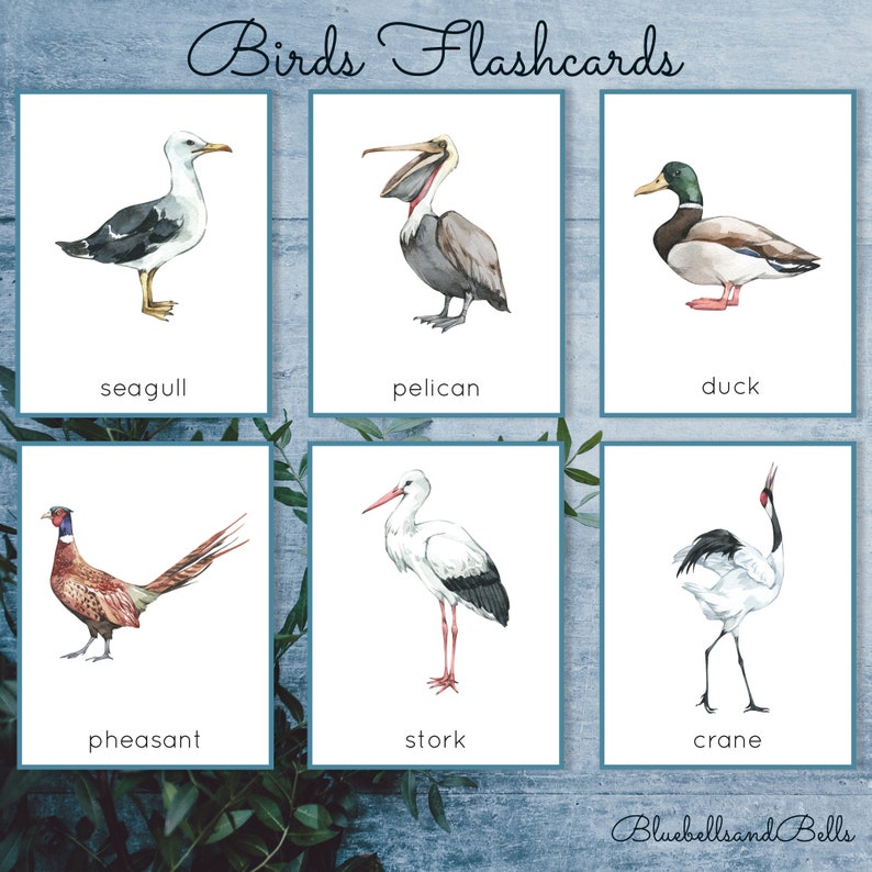 Birds Flash Cards. Watercolor Printable Birds of the World | Etsy
