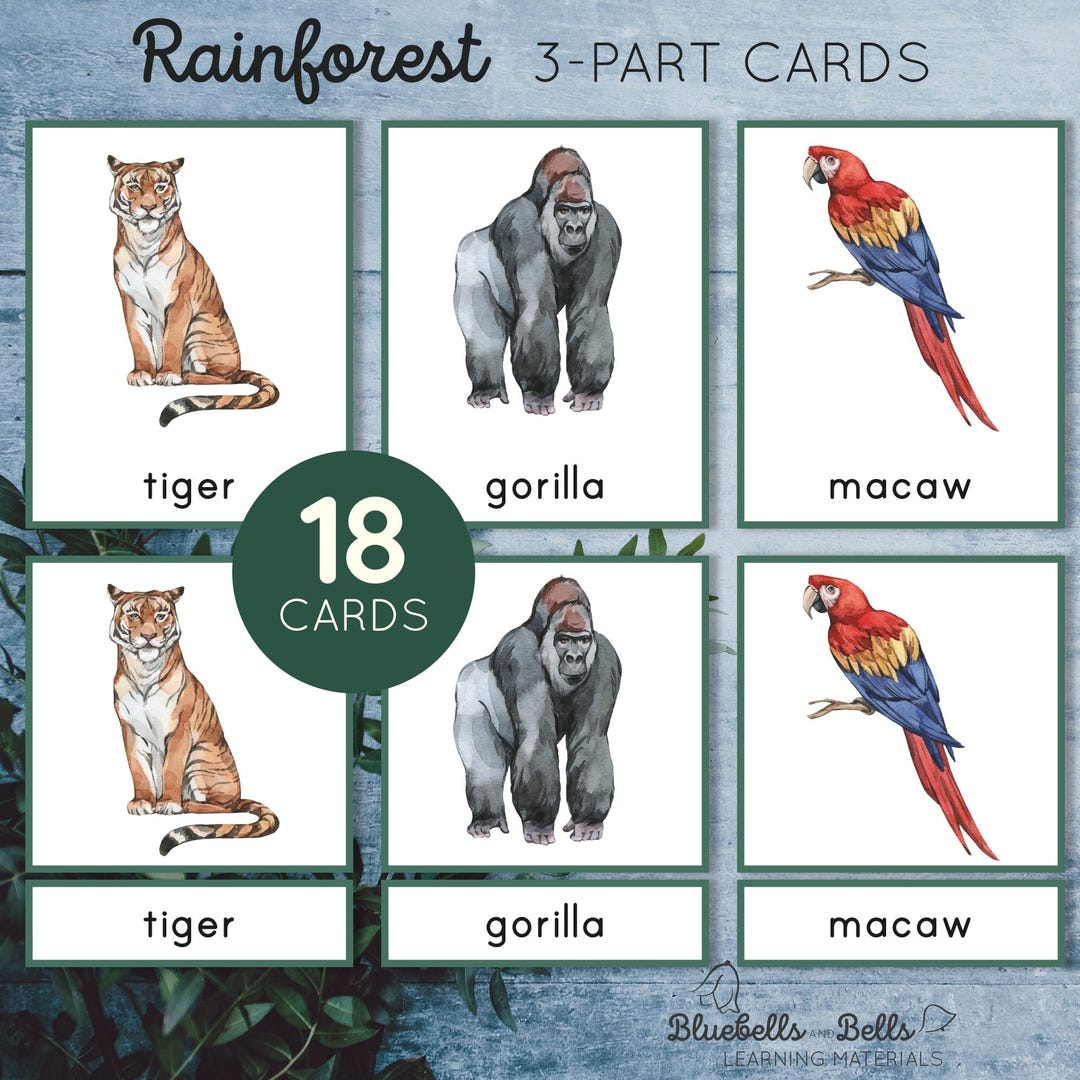 Rainforest Animals Montessori Printable 3 Part Cards. Vocabulary ...