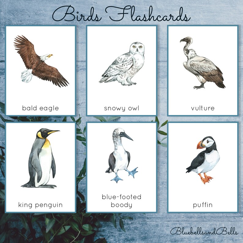 Birds Flash Cards. Watercolor Printable Birds of the World | Etsy