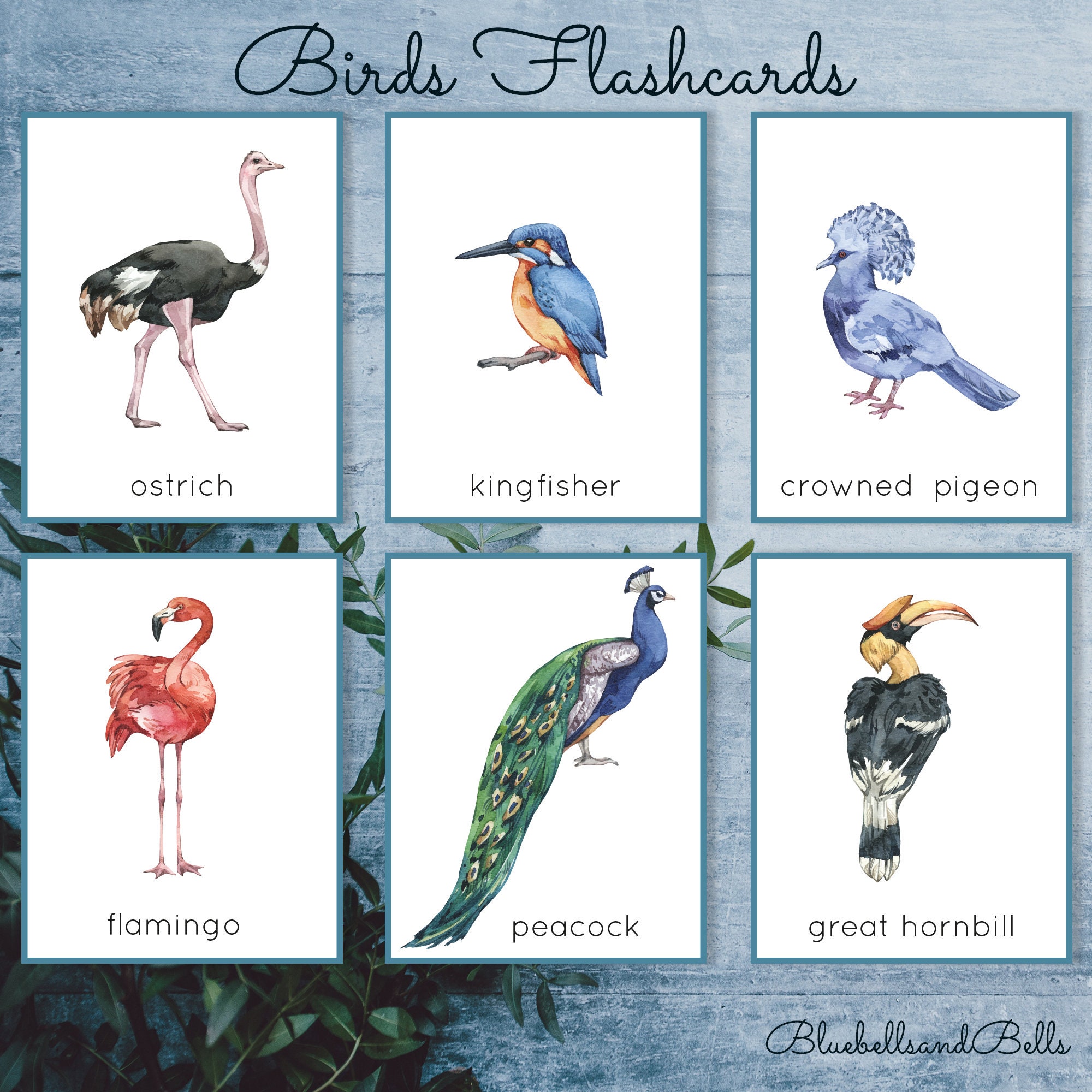Birds Flash Cards. Watercolor Printable Birds of the World - Etsy