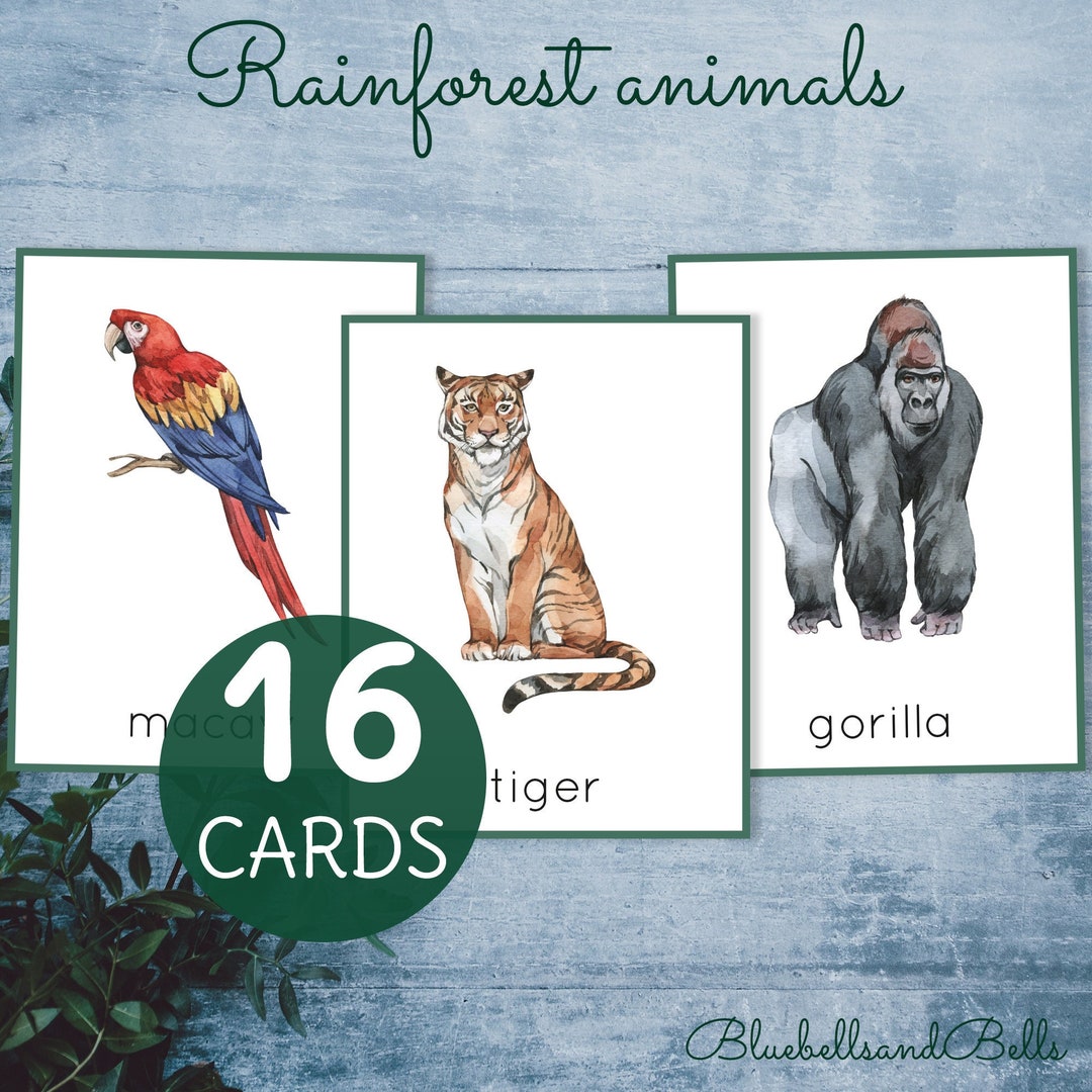 Rainforest Animals Flashcards at Angela Hagberg blog