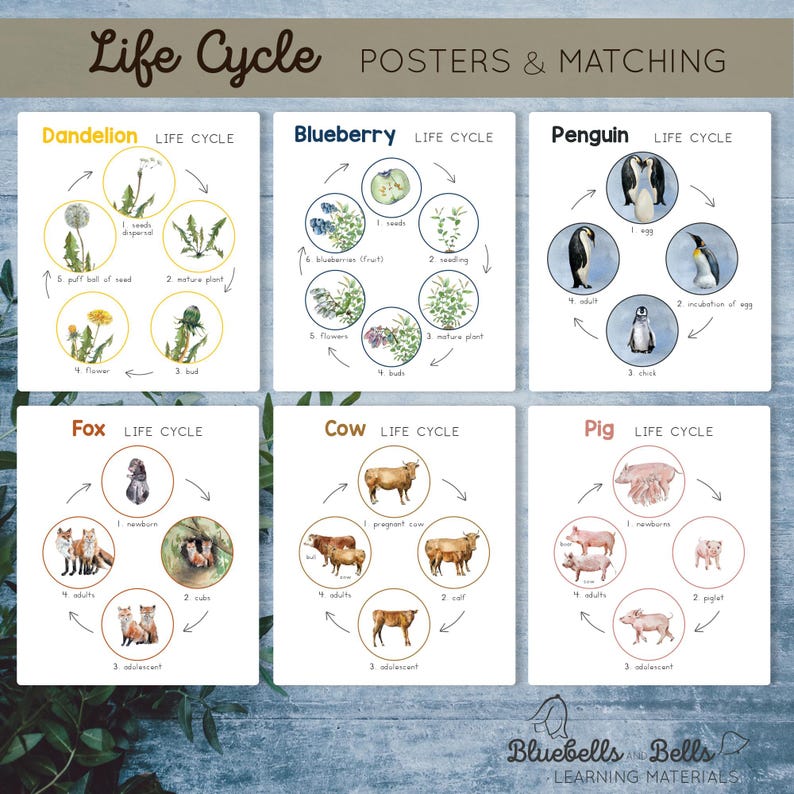 Life Cycle Printable Posters and Matching Worksheets. Montessori ...