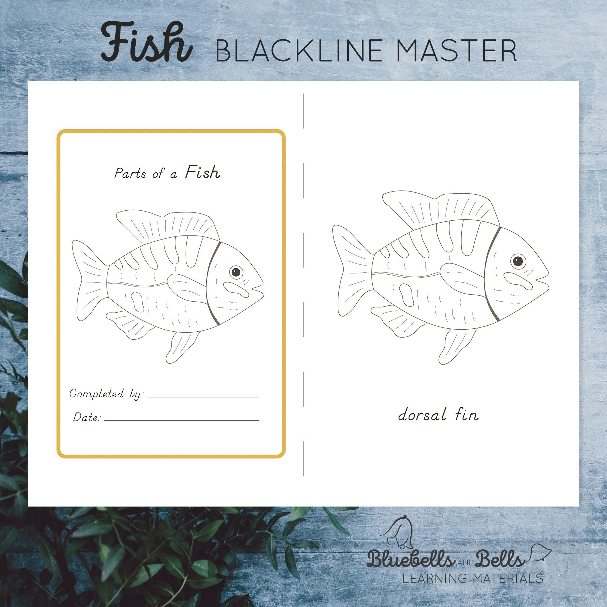 Parts of a Fish Nomenclature Cards, Montessori 3-part Cards, Charts ...