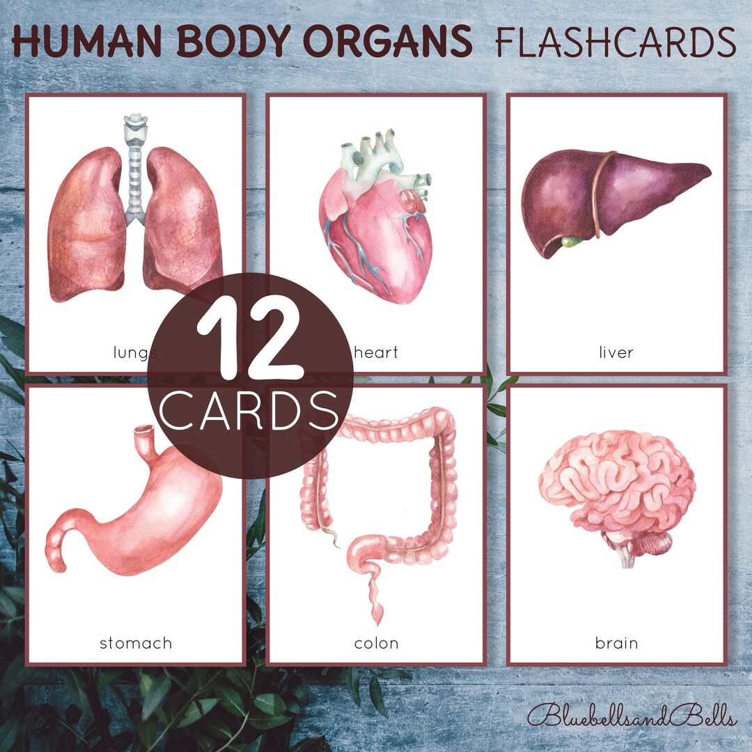 Human Body Organs Flashcards. Preschool and Kindergarten Watercolor ...