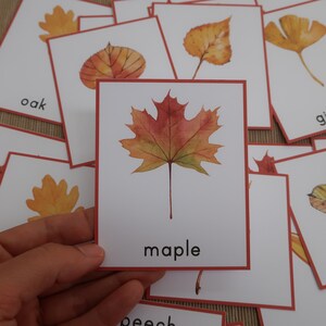 Montessori Fall Printable Leaf Identification Three Part Cards ...