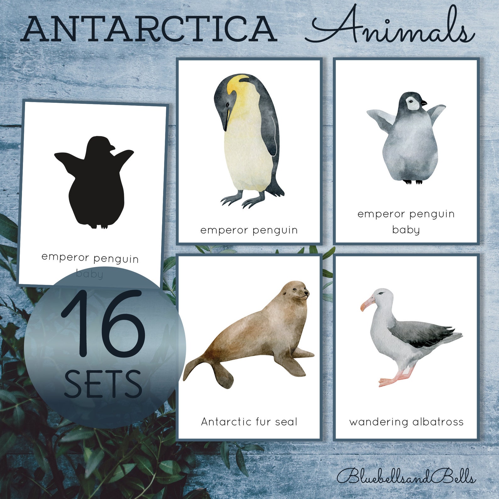 Antarctica Animal Flashcards and Shadow Matching Cards. - Etsy