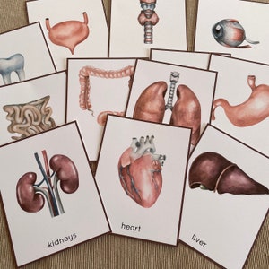 Human Body Organs Flashcards. Preschool and Kindergarten Watercolor ...